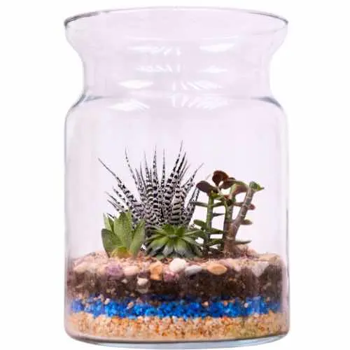 How to Make a Succulent Terrarium: Easy Step-by-Step Guide - Miyagi Bonsai