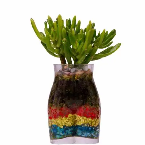 How Long Does a Terrarium Last - Miyagi Bonsai