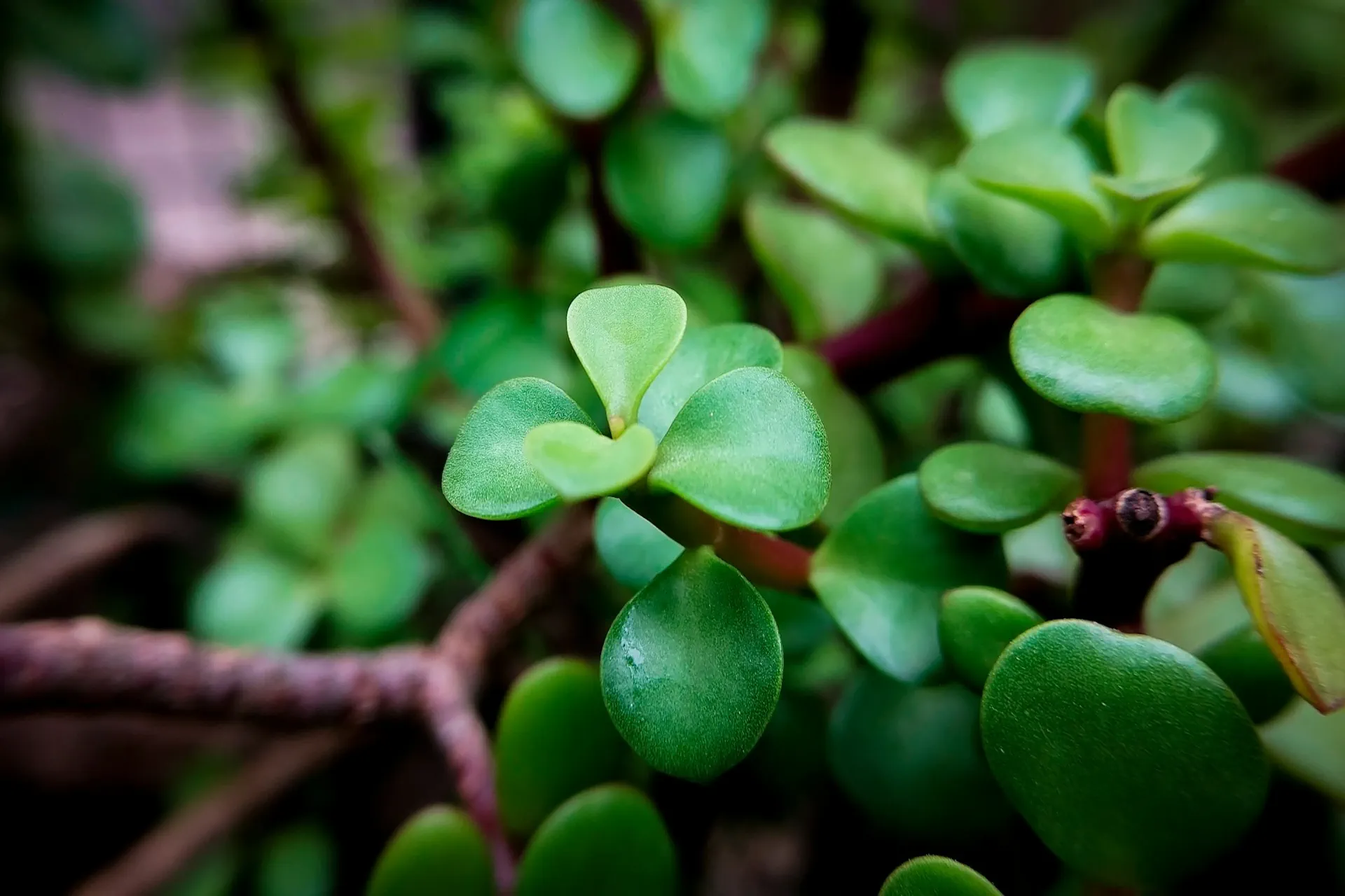 How to Propagate a Jade Plant (Easy Step-by-Step from Cuttings ...
