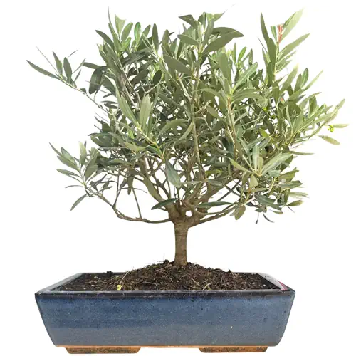 Meaning of Bonsai: Symbolism, History, and What Bonsai Represents ...