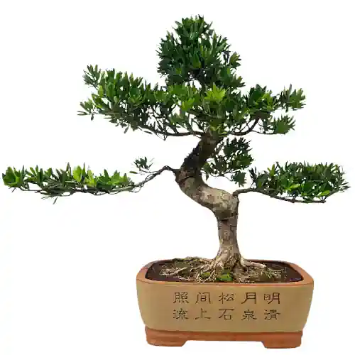 Meaning of Bonsai: Symbolism, History, and What Bonsai Represents ...