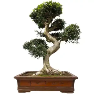 Chinese Elm 113cm - Miyagi Bonsai