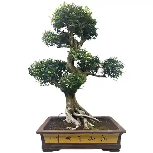 Chinese Elm 107cm - Miyagi Bonsai