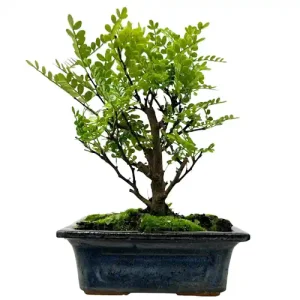 Bushy Japanese Pepper Tree 22cm - Miyagi Bonsai