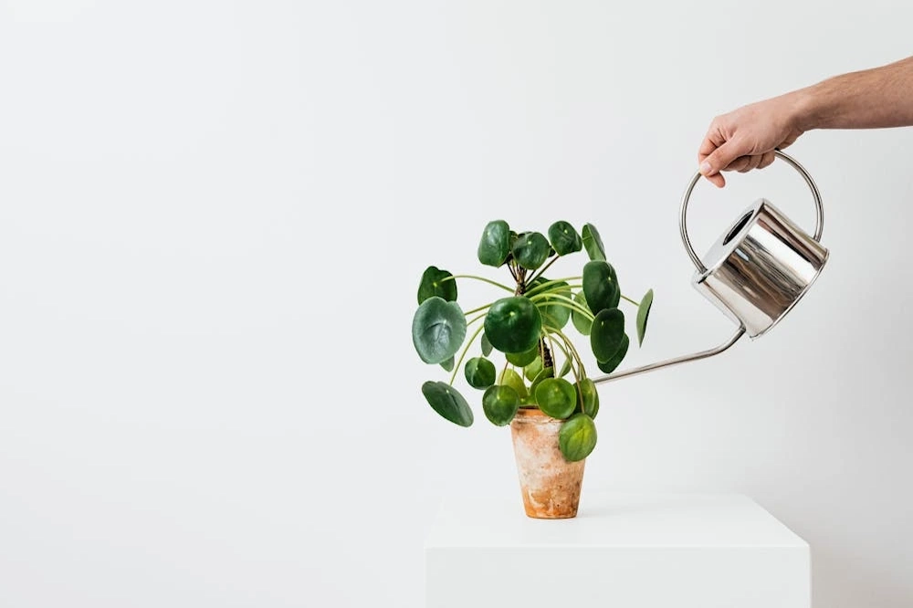 How to Plant a Money Plant (Propagation & Care Guide) - Miyagi Bonsai