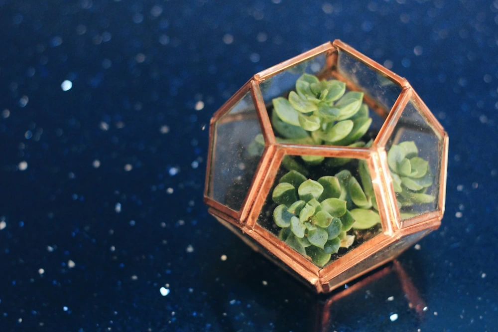 How to Make a Succulent Terrarium: Easy Step-by-Step Guide - Miyagi Bonsai