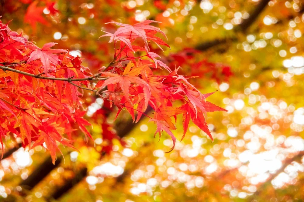 Seasonal Bonsai Care Guide: How to Care for Bonsai Trees Year Round ...