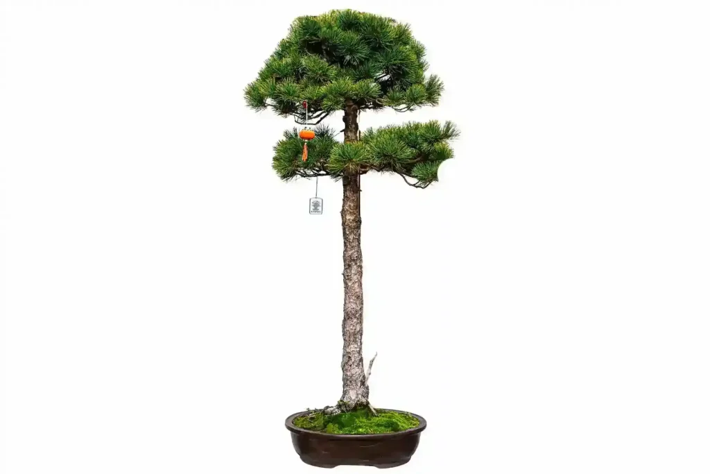 Beginner Bonsai Styles: Simple, Popular Forms for New Enthusiasts ...