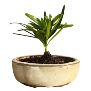 Buddhist Pine 8cm - Miyagi Bonsai