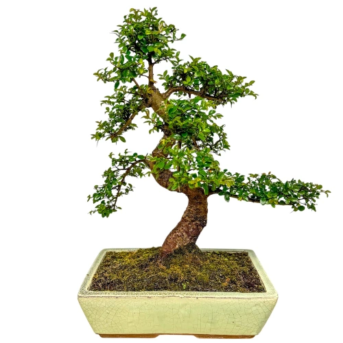 Chinese Elm 49cm - Miyagi Bonsai