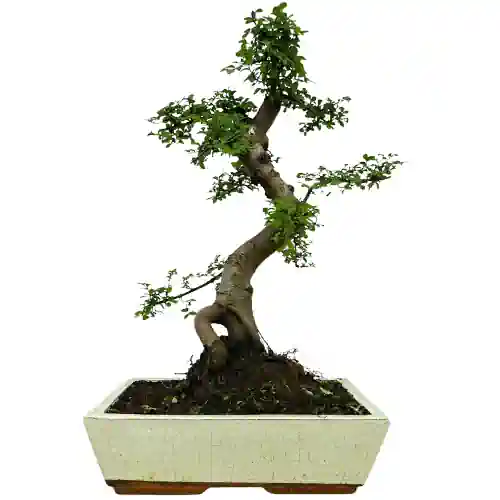 Chinese Elm 55cm - Miyagi Bonsai