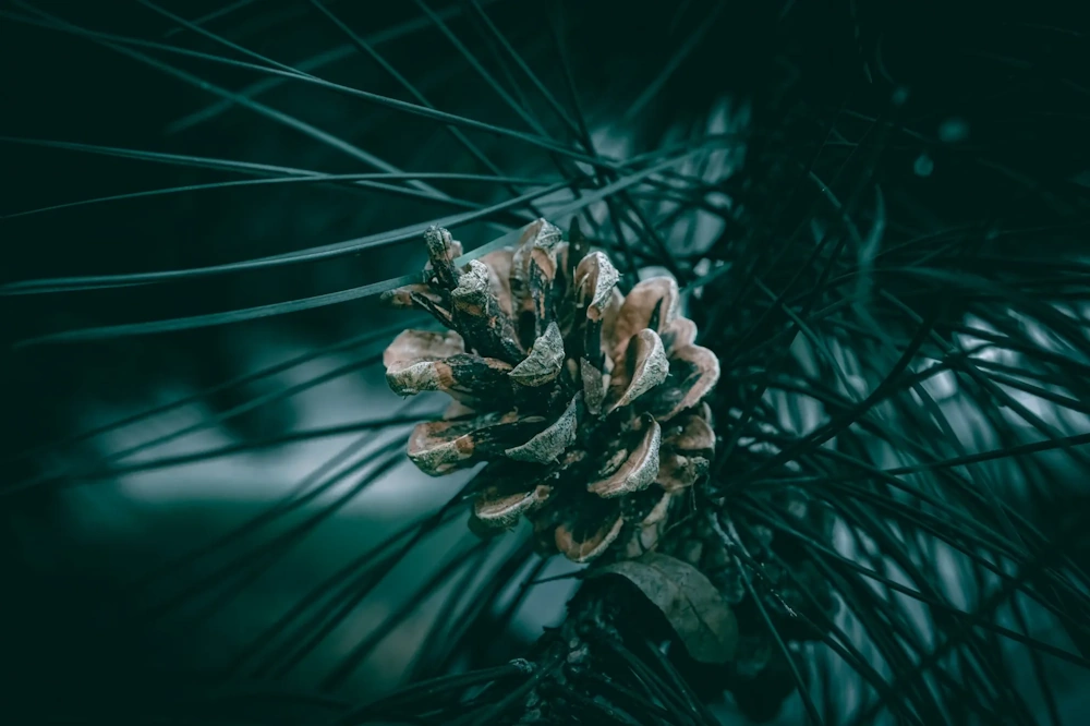 Top Coniferous Tree Species: Identification, Care, and Landscape Uses ...