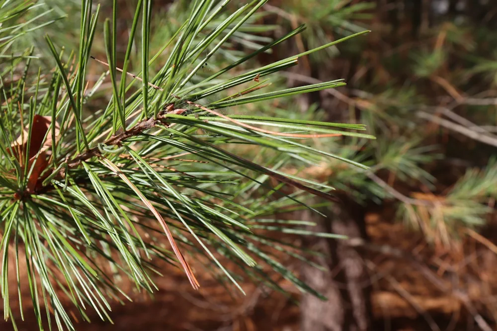 Top Evergreen Tree Species for Every Garden: Identification, Care, and ...