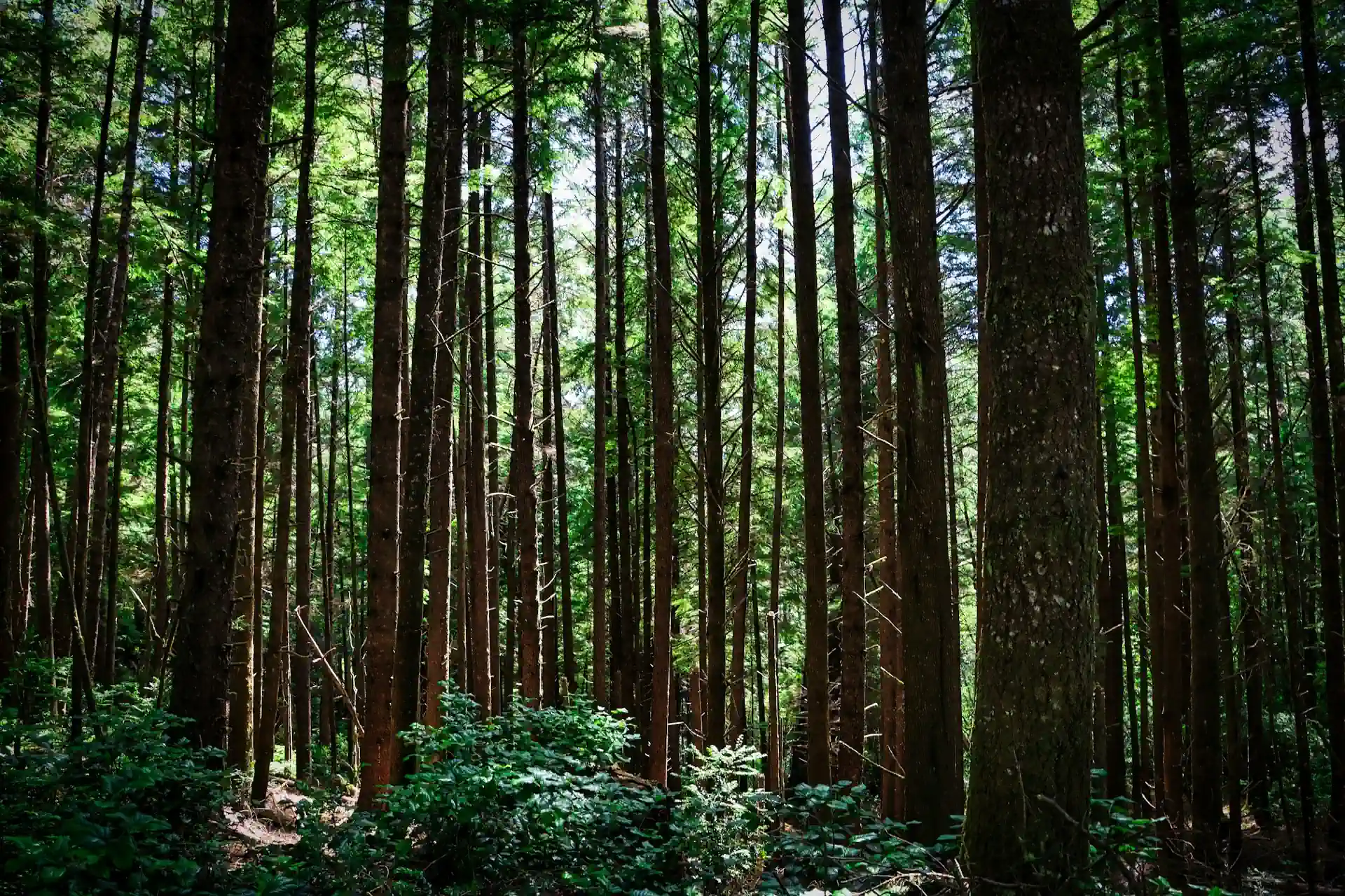 Top Evergreen Tree Species for Every Garden: Identification, Care, and ...