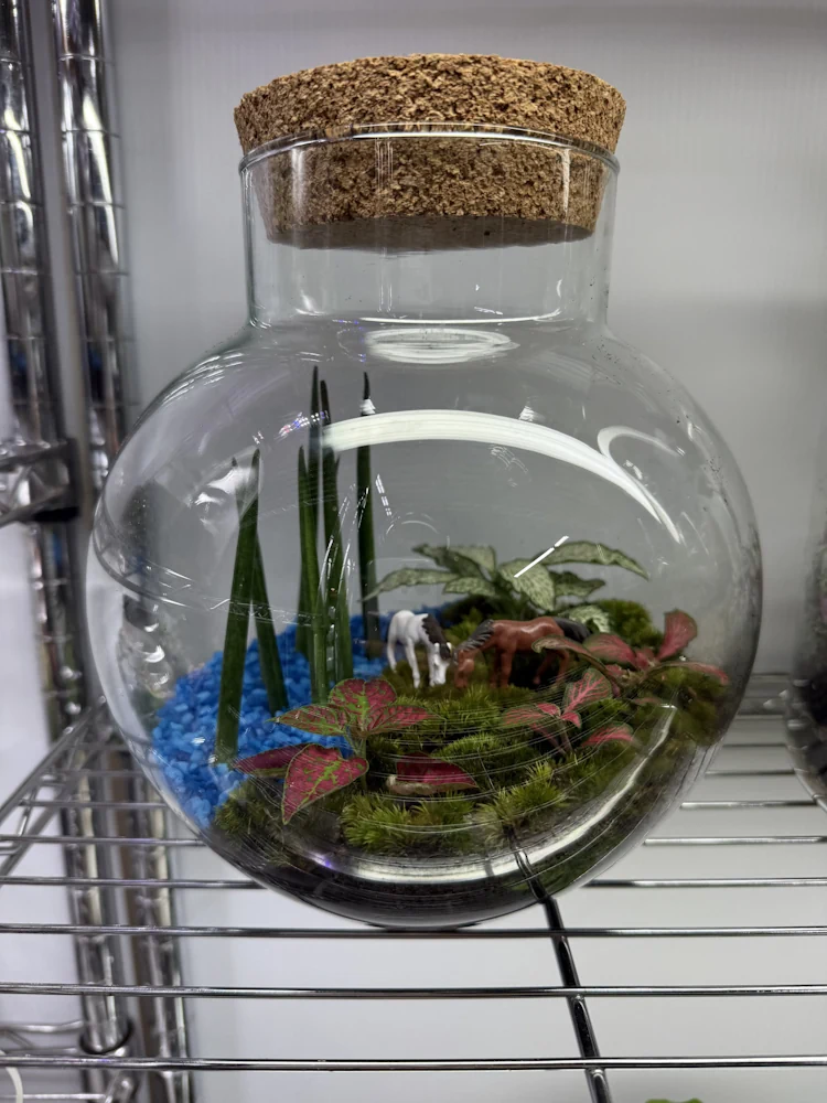 How to Water a Terrarium | Beginner's Guide to Easy Terrarium Care ...