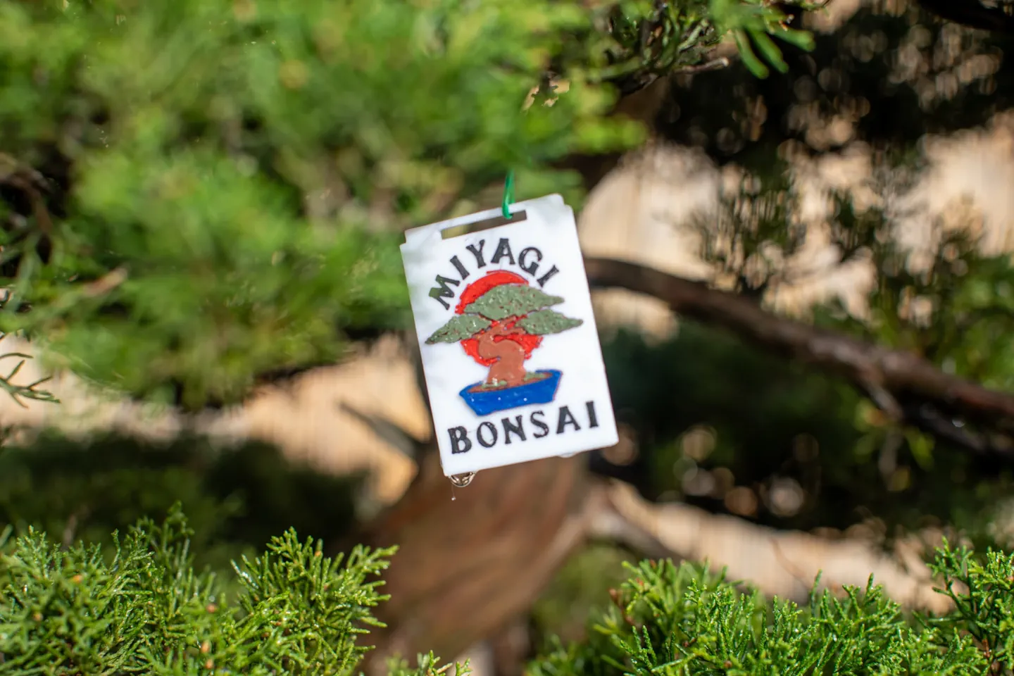Why Miyagi Bonsai is Everyone's Favourite - Miyagi Bonsai
