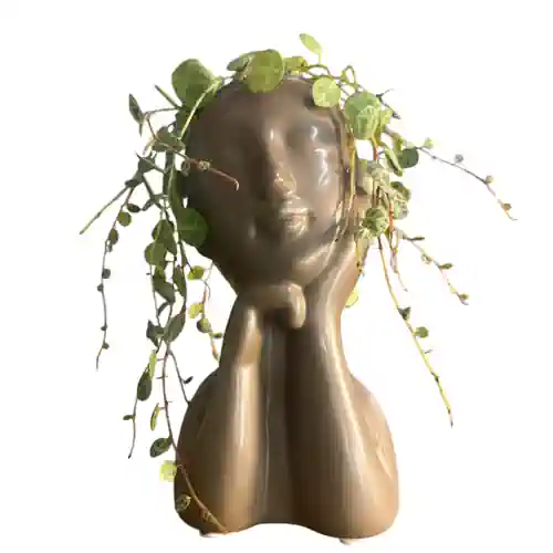 Peperomia Prostrata Lady Face - Miyagi Bonsai