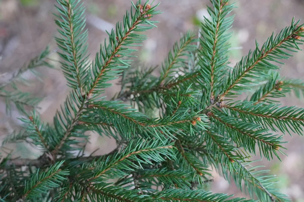 Top Evergreen Tree Species for Every Garden: Identification, Care, and ...