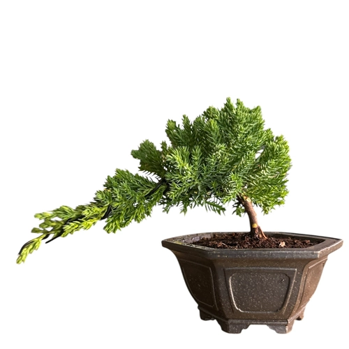 Pretty Small Cascading Juniper 18cm - Miyagi Bonsai