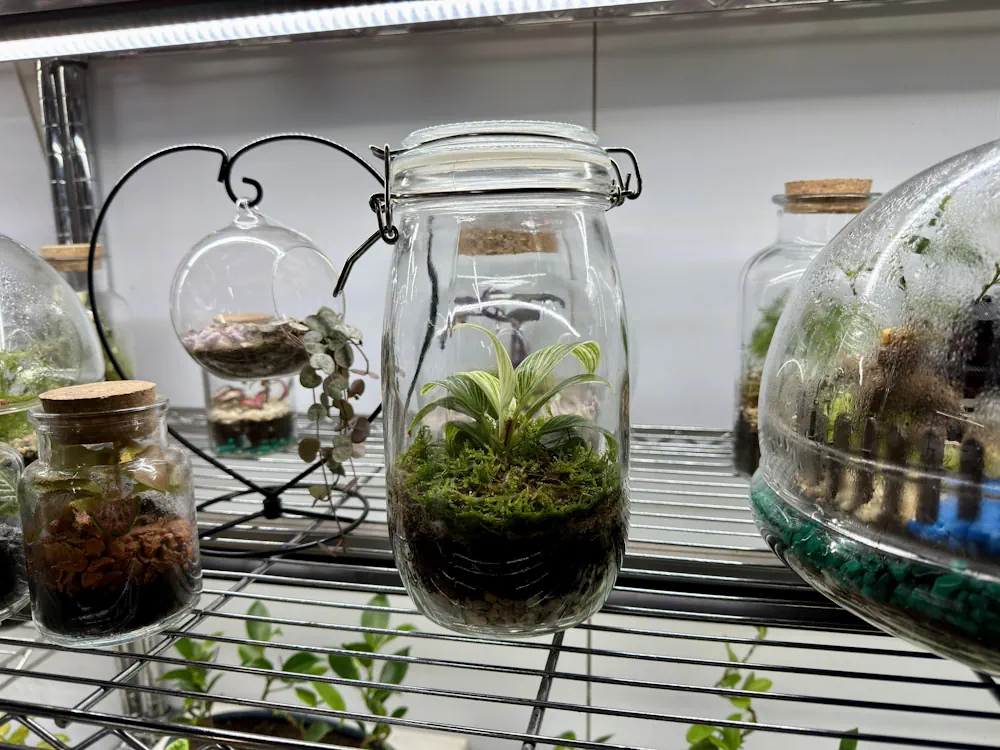 How to Make a Terrarium in a Jar | Easy Step-by-Step DIY Guide - Miyagi ...