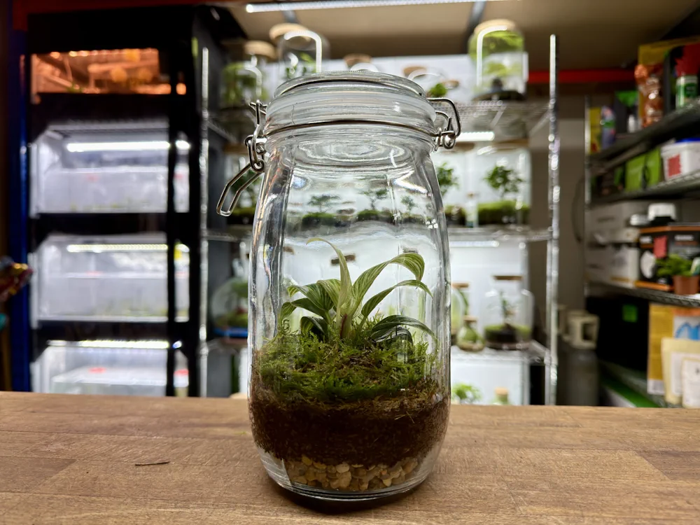 How to Make a Terrarium in a Jar | Easy Step-by-Step DIY Guide - Miyagi ...