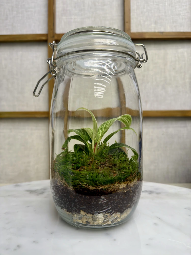 How to Make a Terrarium in a Jar | Easy Step-by-Step DIY Guide - Miyagi ...
