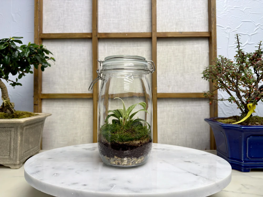 How to Make a Terrarium in a Jar | Easy Step-by-Step DIY Guide - Miyagi ...