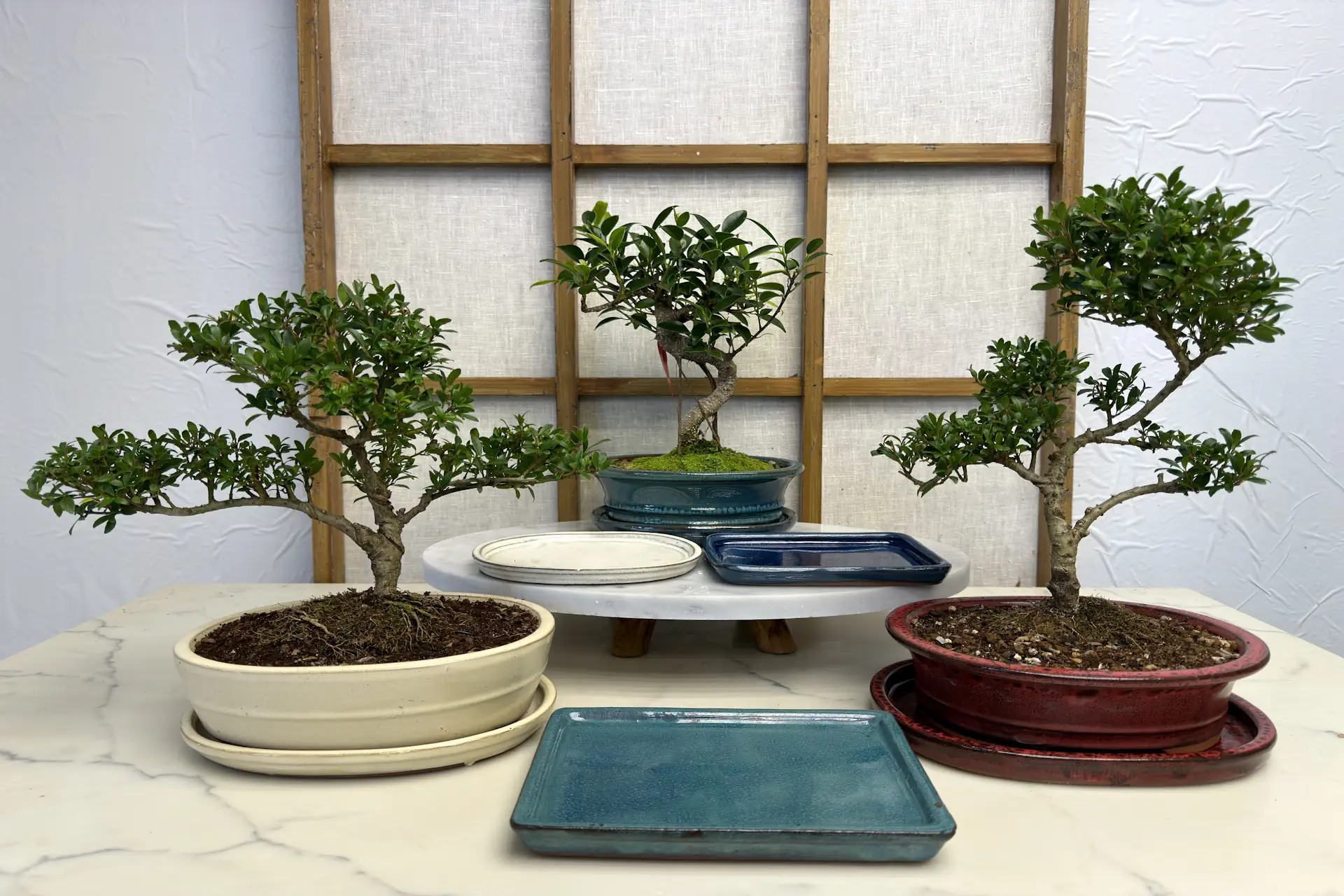 What Is a Bonsai Humidity Tray (or Drip Tray)? Beginner’s Guide to Use ...