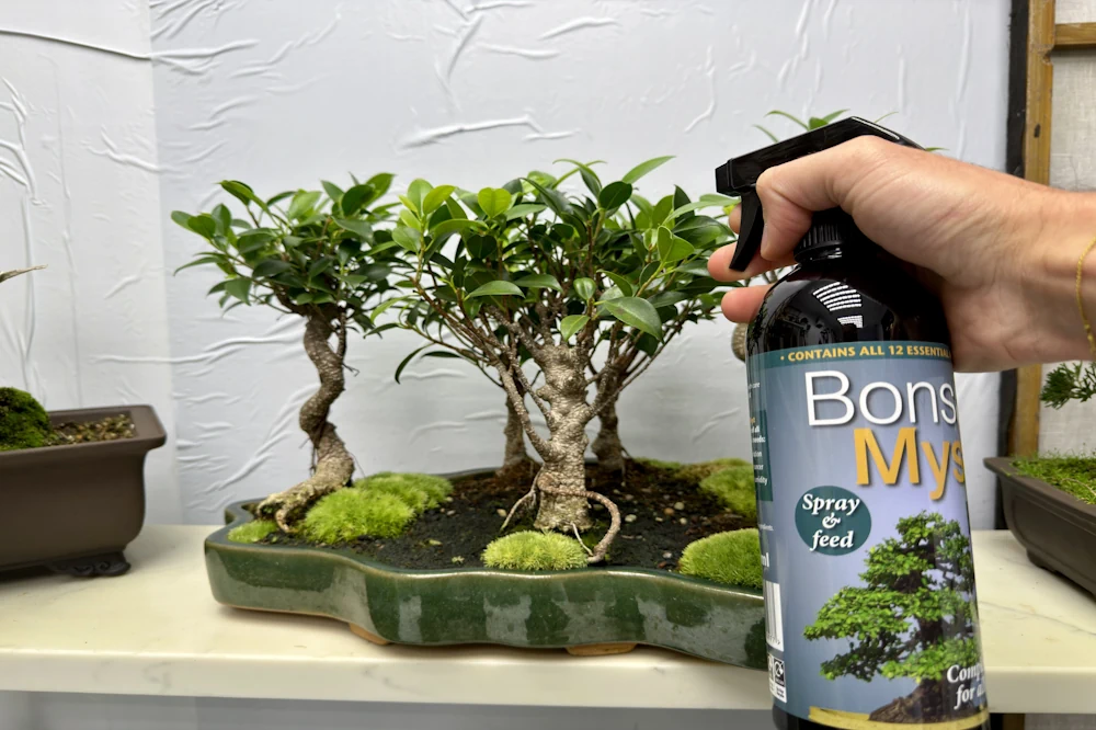 Do Indoor Bonsai Need Fertiliser in Winter? | UK Feeding Guide - Miyagi ...
