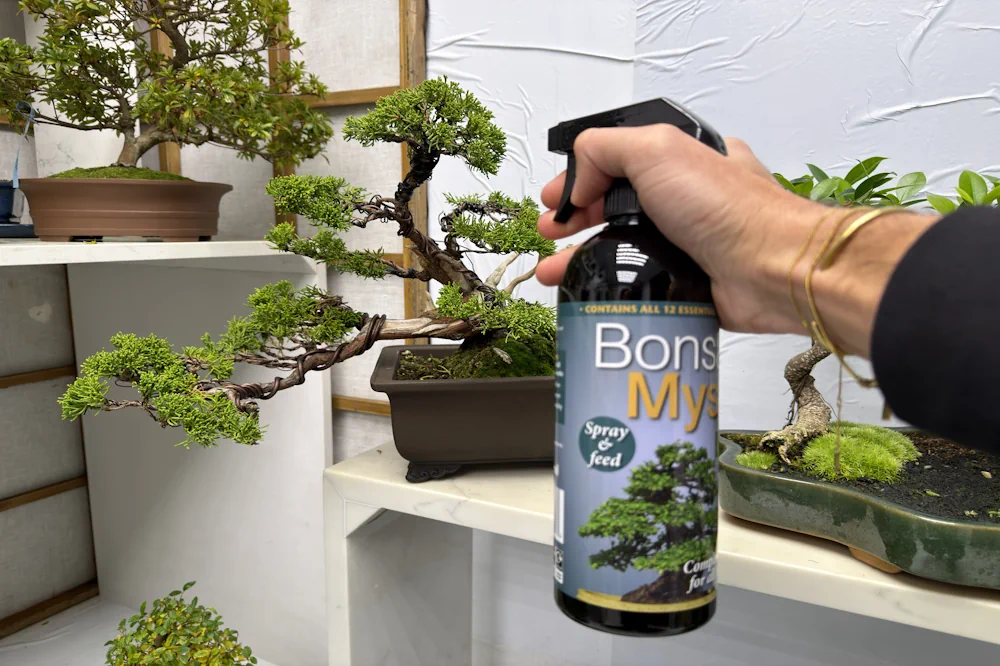 Do Indoor Bonsai Need Fertiliser in Winter? | UK Feeding Guide - Miyagi ...