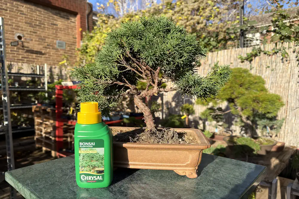Do Indoor Bonsai Need Fertiliser in Winter? | UK Feeding Guide - Miyagi ...