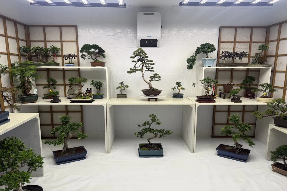 Best Indoor Bonsai Trees (2026): Top Species for Homes, Offices & Gifts ...
