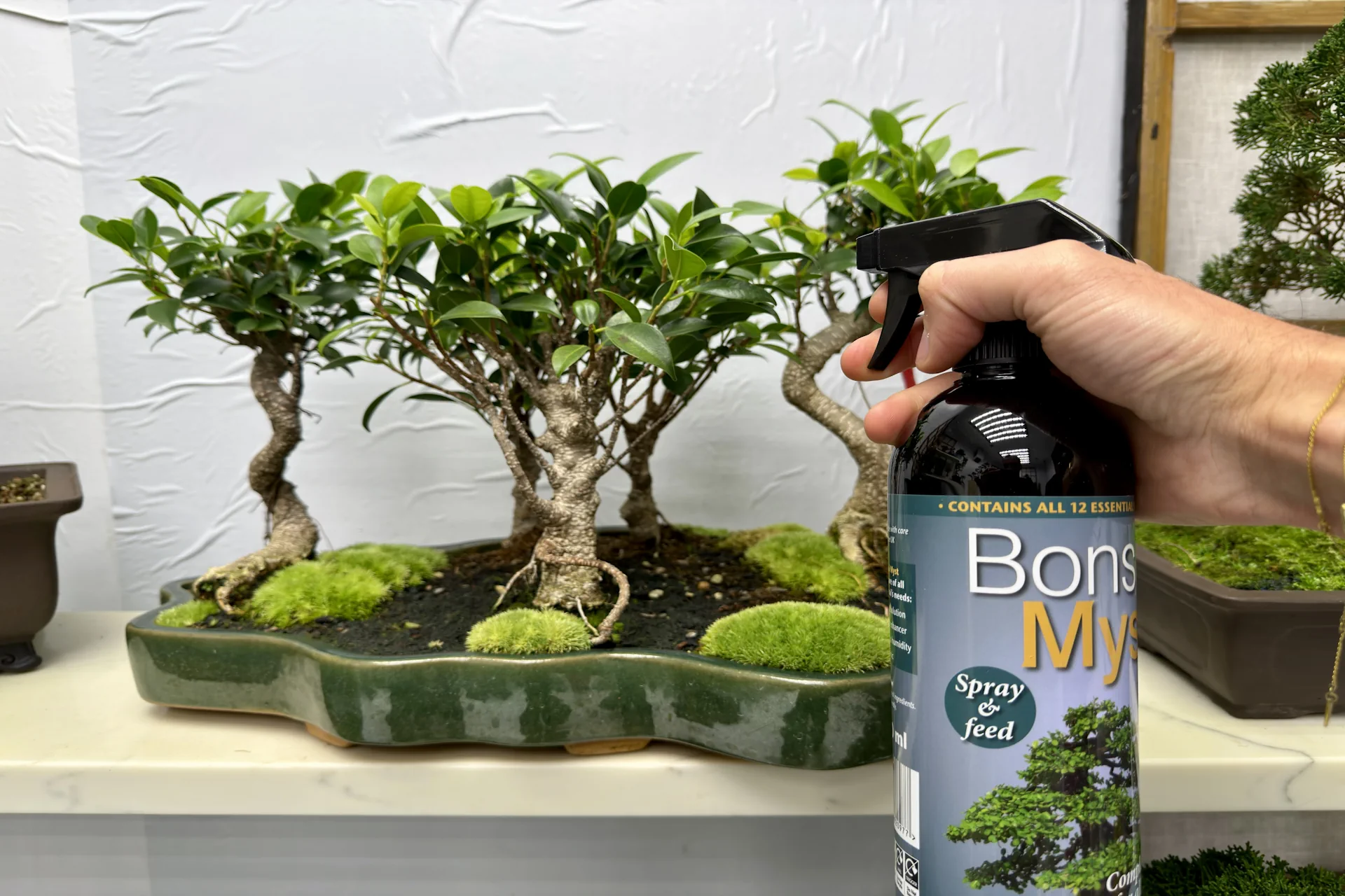 How to Feed Bonsai Trees | Beginner's Guide to Bonsai Fertilising ...