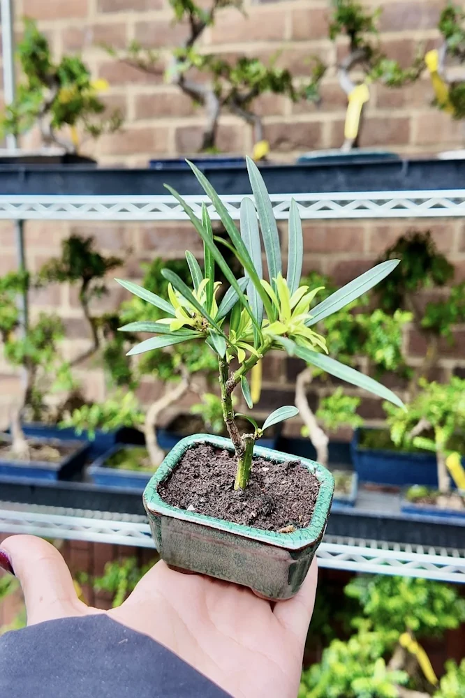 Best Small Bonsai Trees for Flats & Desks | Bonsai for Small Spaces ...