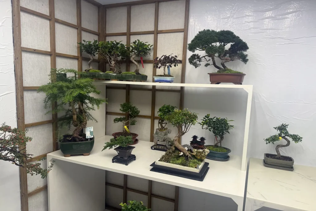Best Indoor Bonsai Trees (2026): Top Species for Homes, Offices & Gifts ...